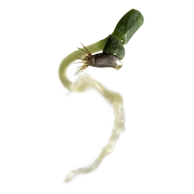 Ticketshop | Berlin.de - Seedling Tickets, Ballhaus Ost, 10437 Berlin ...